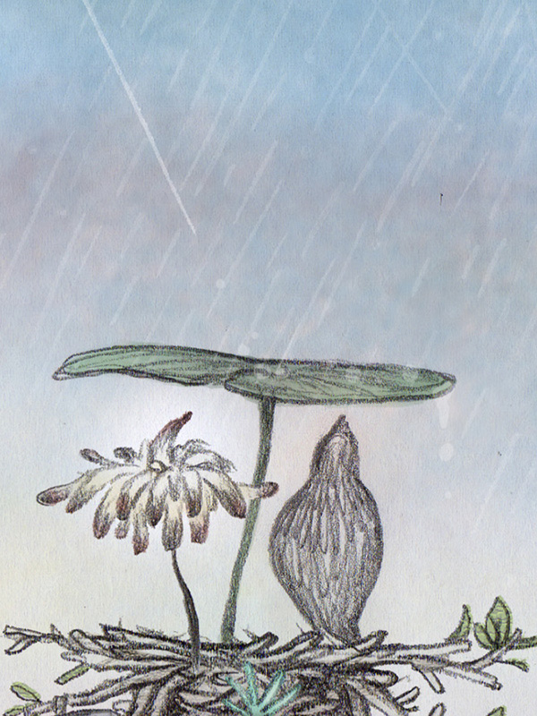 PIRO PIRO - Cinéma Pax